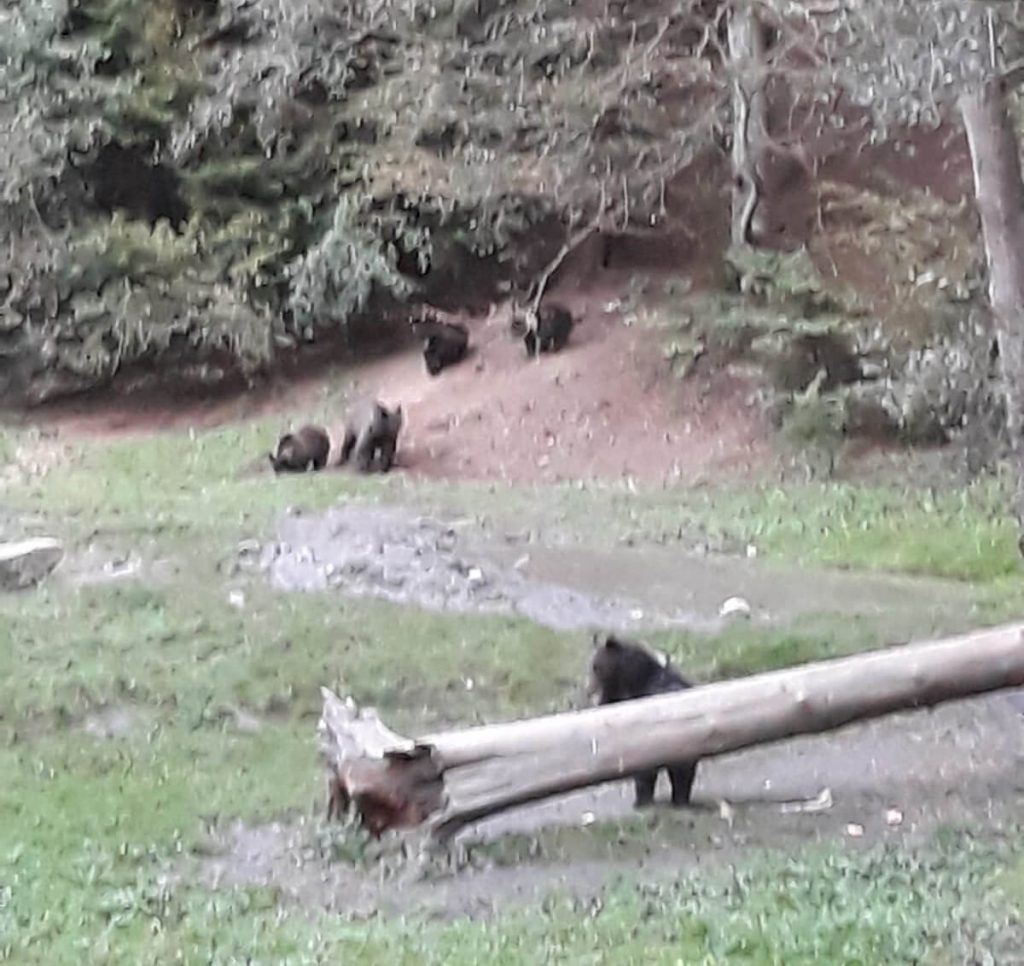 BROWN BEARS TOUR half-day - Travel with Vlad! VIP TRAVEL